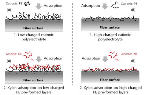 Concepts Of Polyelectrolytes And Xylan Adsorption Onto Cellulose Download Scientific Diagram