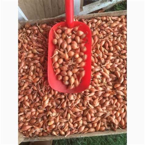 Куплю лук севок — Agro-Uzbekistan