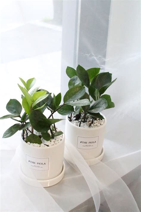 금전수 화분 배민 장보기∙쇼핑