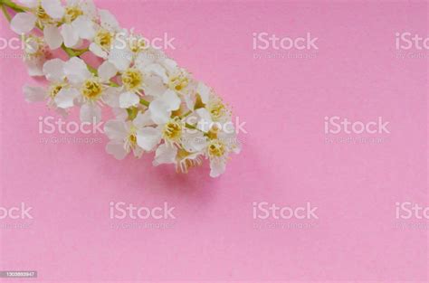 밝은 분홍색 배경에 흰색 벚꽃의 신선한 가지 파스텔 색상 플랫 레이 근접 촬영 텍스트공간을 복사합니다 봄 자연이 깨어나다 분기가 왼쪽에 있습니다 0명에 대한 스톡 사진 및