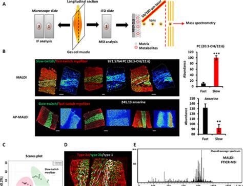 Spatial Metabolomics Reveals Skeletal Myofiber Subtypes Flipboard