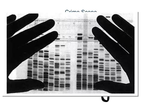 PPT Crime Scene PowerPoint Presentation Free Download ID 4932137