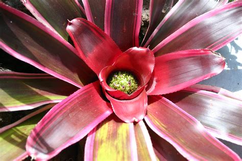 Neoregelia Sp A Cultivated Bromeliad Of The Genus Neorege Flickr