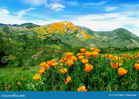 California Golden Poppy Field California Poppies Stock Image Image