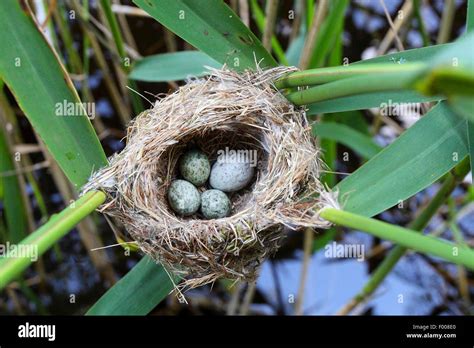 Eurasian Cuckoo Cuculus Canorus Eggs In The Nest Cuckoo Put His