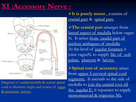Ppt Cranial Nerves And Cranial Nerve Nuclei Powerpoint Presentation