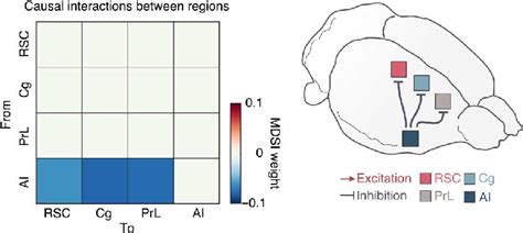 Causal Interactions Between The Ai Cg Prl And Rsc During The Download Scientific Diagram