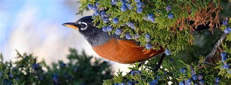 Attract Birds A Dozen Native Trees And Shrubs That Birds Love