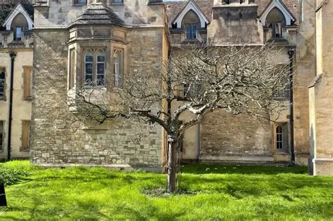 The True Story About The Cambridge College Tree Said To Have Links To Isaac Newton