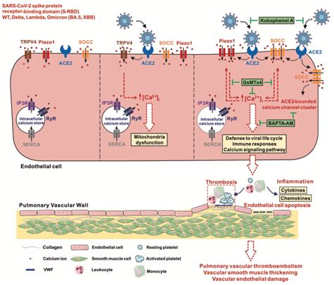 Mattew Sameh Hezkial On Linkedin Sars Cov 2 Spike Protein Receptor