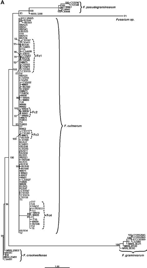 e bayesian inference tree based on partial sequences of the a
