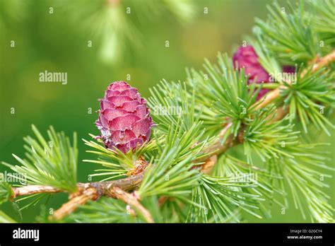 Conifer Cones Male Female Hi Res Stock Photography And Images Alamy