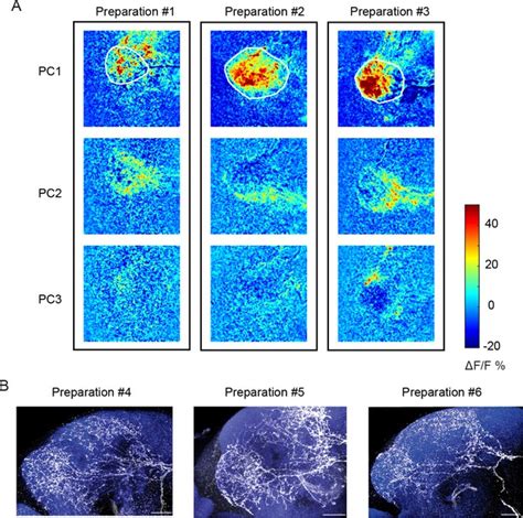 Figures And Data In Local Synaptic Inputs Support Opposing Network