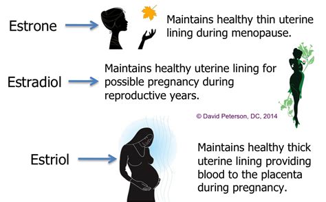 Endometriosis Articles Studies And Musings Estrogen Produced By