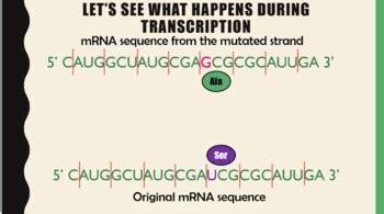Point Frameshift Mutations Animated PowerPoint AP Biology Topic