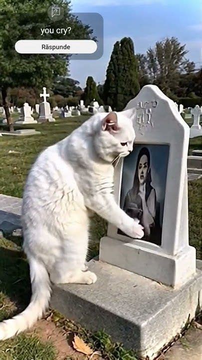 This Cat Makes You Cry Cat Crying Cute Animals Cats