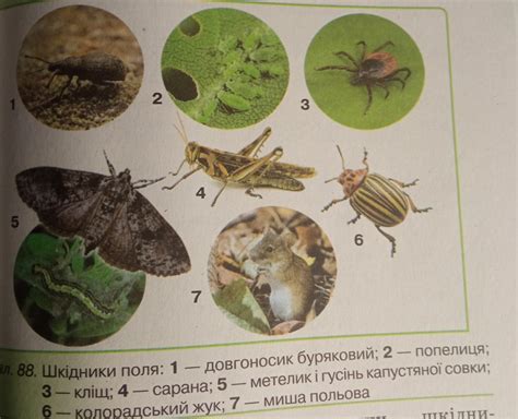 Розгляньте колекції та малюнки тварин які є шкідниками полів Для