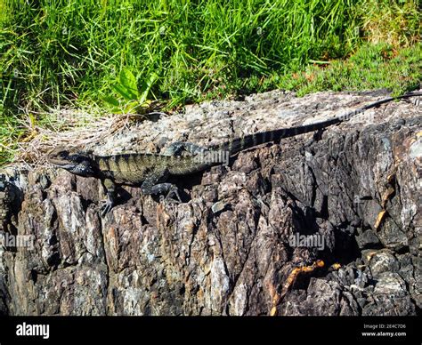 An Australian Reptile On A Summers Day In The Sun Water Dragon Lizard