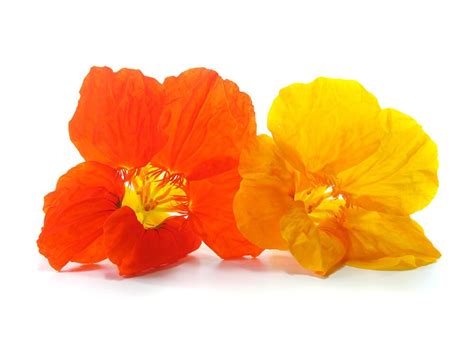 La Capucine Nos Produits Polytager