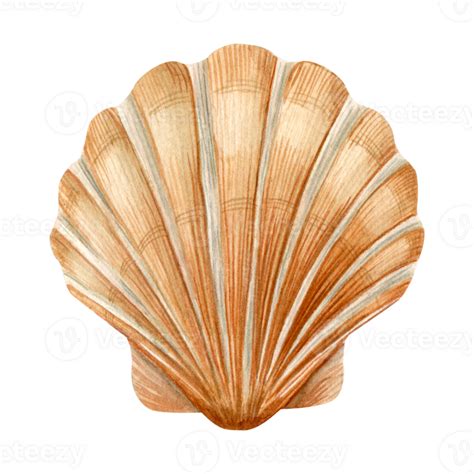 Sea Scallop Sea Shell Watercolor Hand Draw Illustration Isolated 24190815 Png