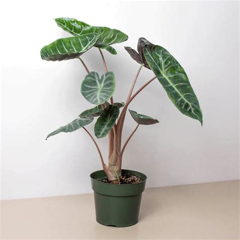 Plant Spotlight Of The Week Alocasia — The Zen Succulent Low