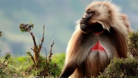 Simien Berge 7‑tage Trek Ras Dashen And Steilhänge