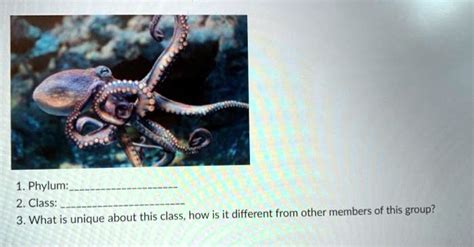Solved Phylum 2 Class 3 What Is Unique About This Class How Is It Different From Other