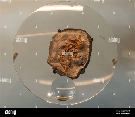 A Fossilized Skull And Skeleton Of A Salamander In The Quarry Exhibit