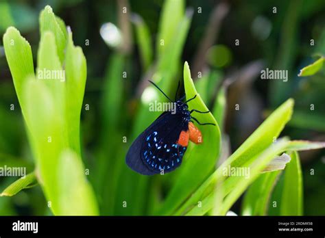 Rare Atala Butterfly Rests On Its Host Plant The Coontie Palm In