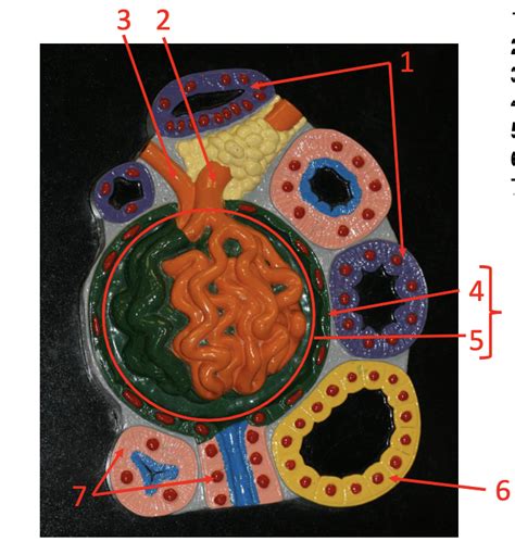 Nephron 2 Diagram Quizlet