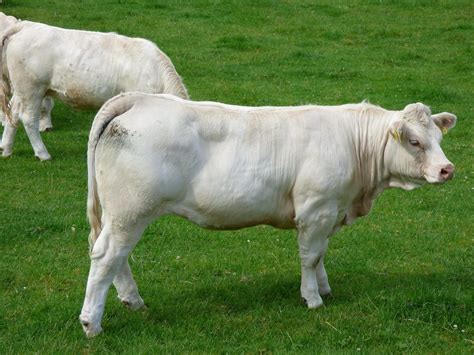 Bovins Charolais