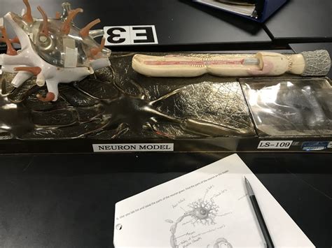 Neuron Model Diagram Quizlet