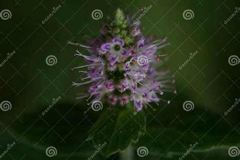 Medicinal Plants Macro Photography With Peppermint Flowers Mentha ×