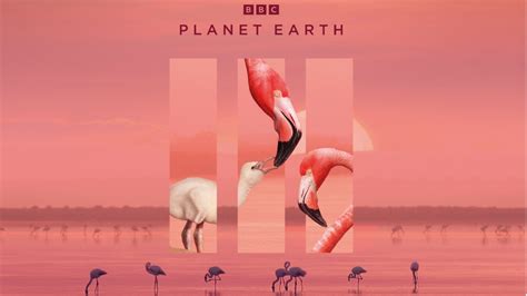 Planet Earth Iii Episode 1 Coasts Everything You Need To Know