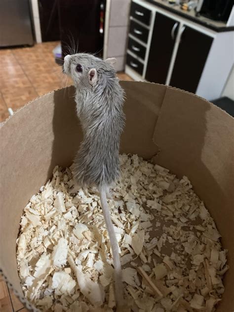 Marios Brother Is Here Wario Rgerbil