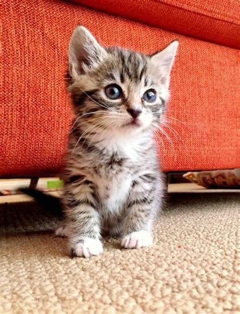 4 Week Old Kitten What Do You Feed A 5 Week Old Kitten New Arrivals