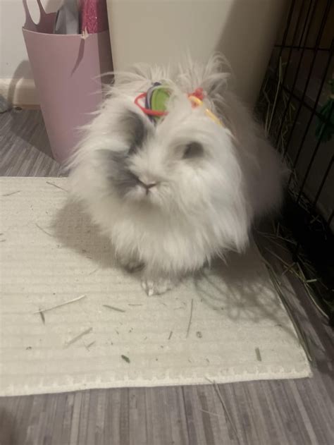 My Gorgeous Princess Simba Shes 3