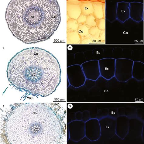 Detail Of The Epidermis And Protein Contents Of Vanilla Phaeantha Roots Download Scientific