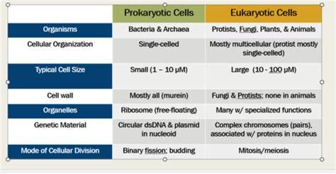 Bio Lecture Ch 3 Flashcards Quizlet