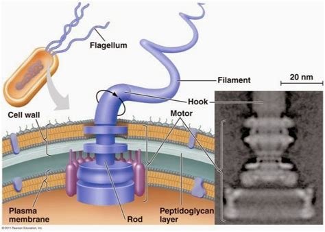 As Many Exceptions As Rules Bacteria Are Intelligent Designers