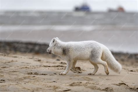Zorro ártico Vulpes Lagopus En La Tundra Salvaje Zorro ártico En La