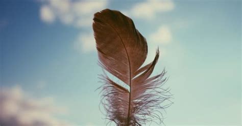 Пташине перо — будова види і основні функції