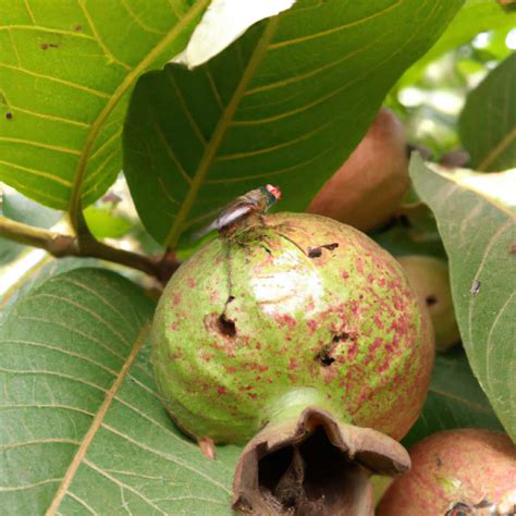 Key Rules To Get Rid Of Fruit Fly In Guava Symptoms How To Treat