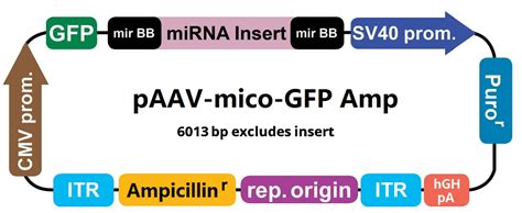 Gfp Hsa Mir 204 5p Aav Mirna Vector Applied Biological Materials Inc