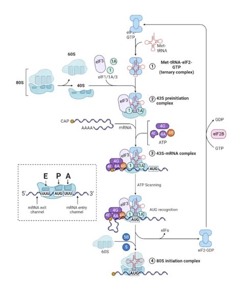 Protein Synthesis Translation Definition Steps Sites Machinery