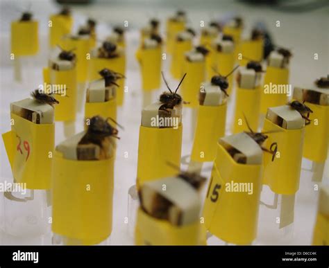 A Photograph Of Bees Trained To Detect Explosives As Part Of A Security