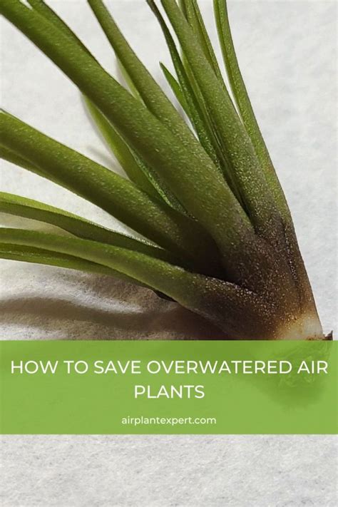 How To Save Overwatered Air Plants Air Plant Care Preventing Root