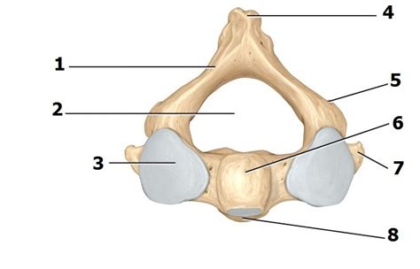 Axis Superior Diagram Quizlet