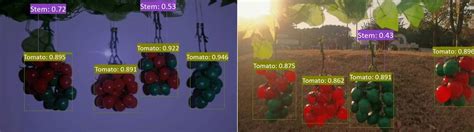 This Figure Shows The Results Of Stem And Tomato Recognition Using The Download Scientific