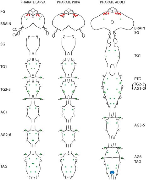 Schematic Drawing Of Itp And Itpl Expression In The Cns Of Pharate Download Scientific Diagram